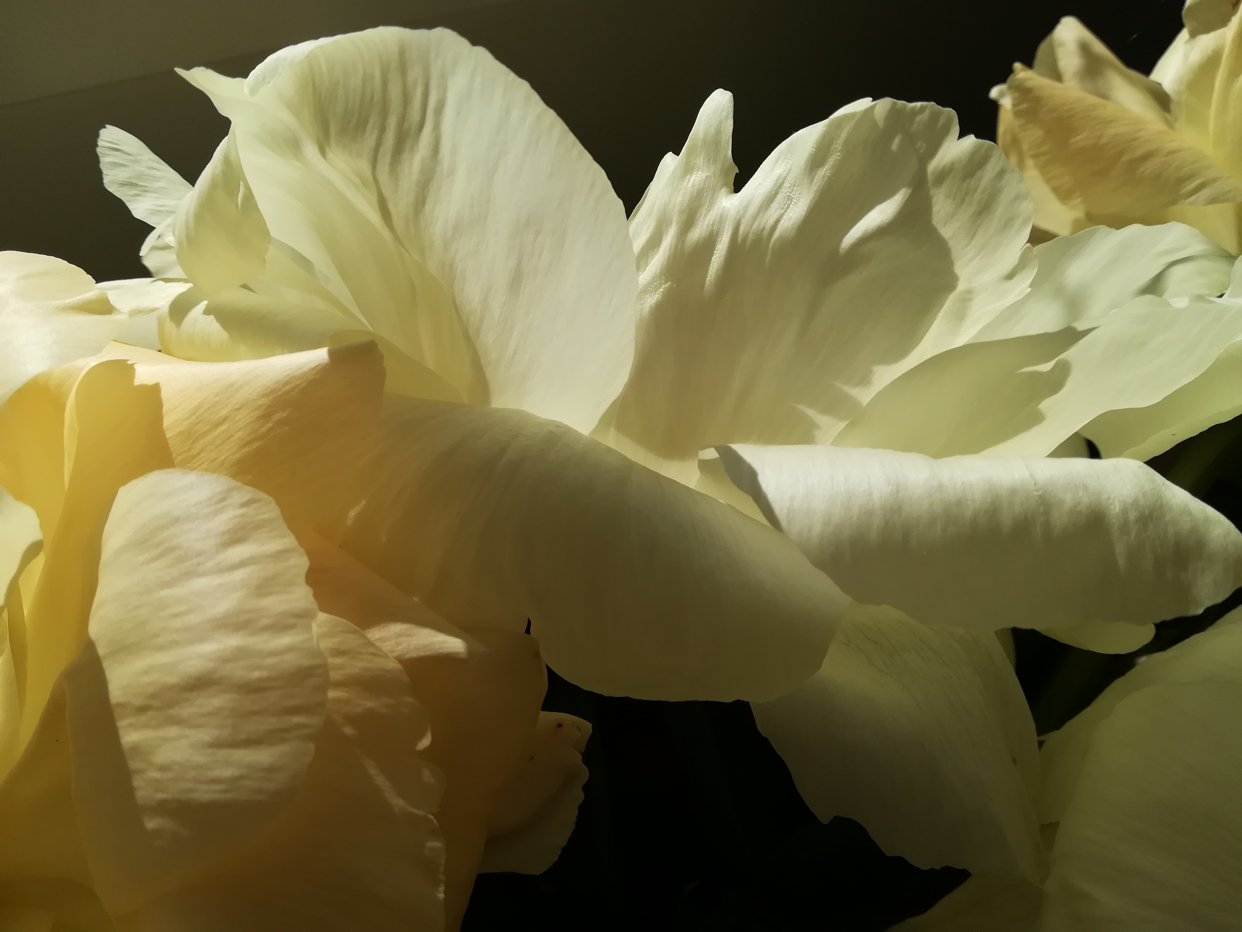 Dance Movement Therapy – Art as Resource